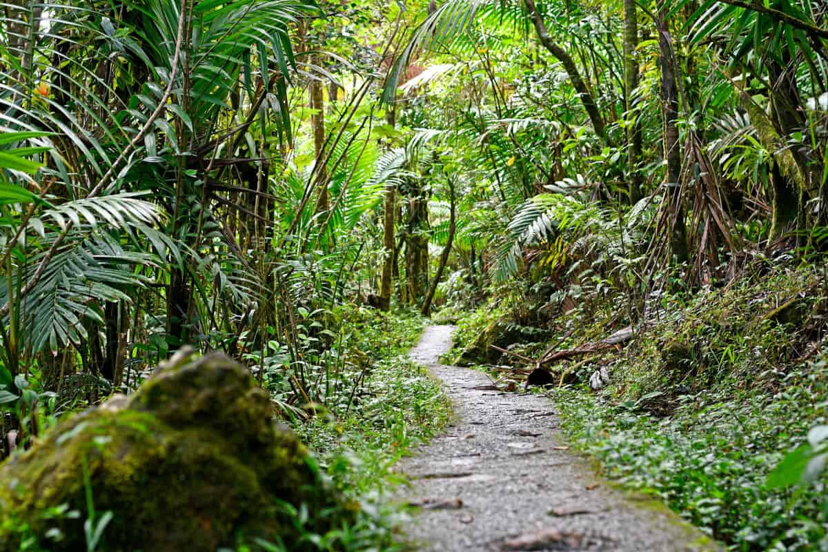 Visiting El Yunque National Forest Puerto Rico El Yunque Website