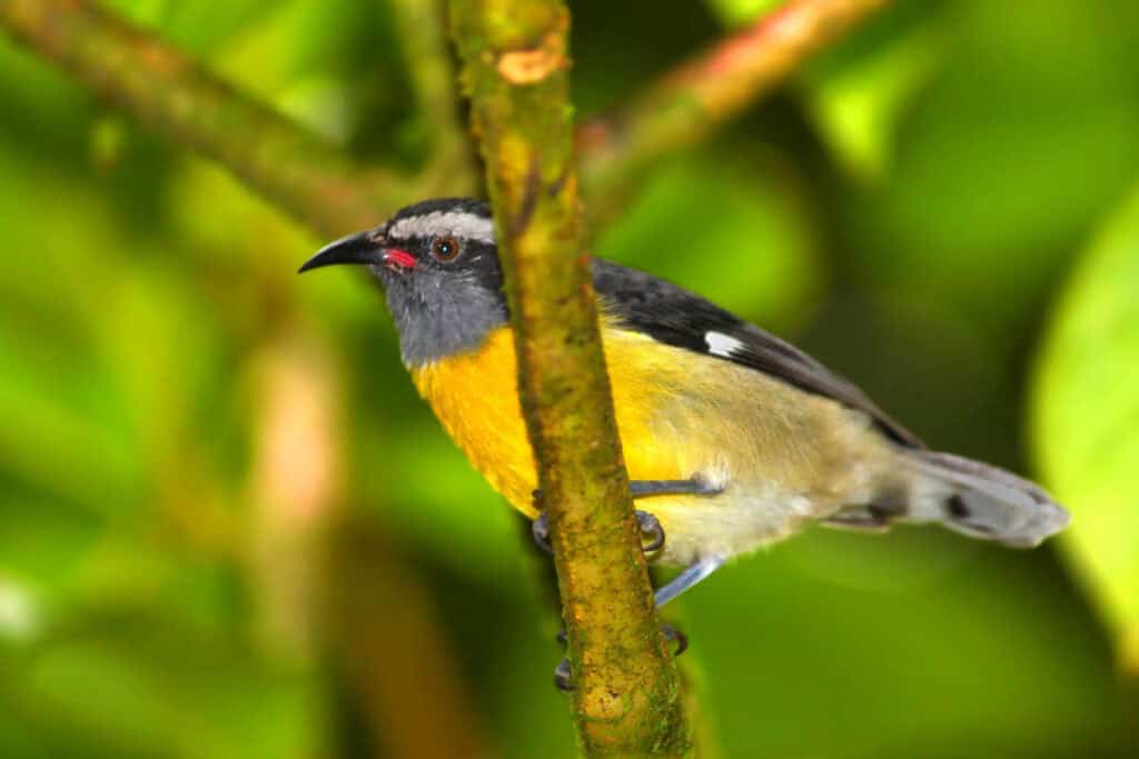 Animals (and Birds!) - El Yunque Website
