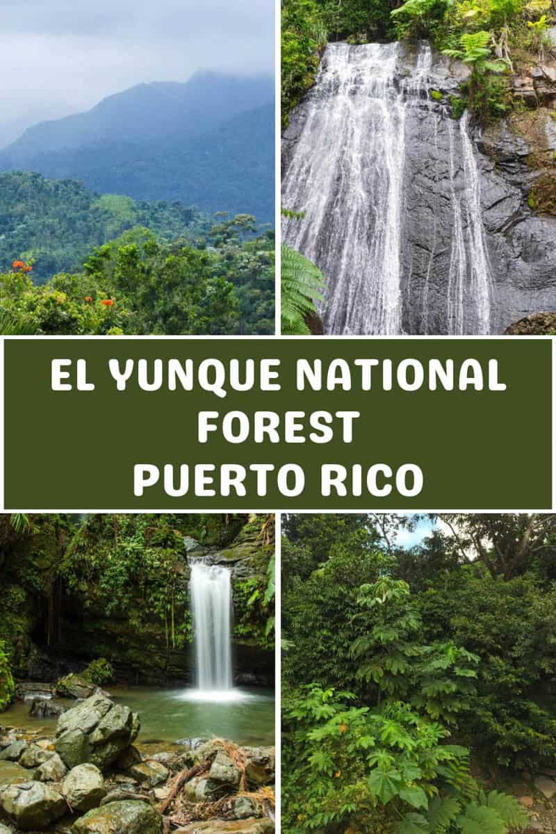 Visiting El Yunque National Forest, Puerto Rico - El Yunque Website
